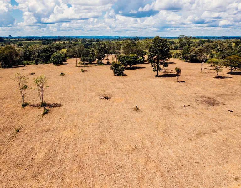 A 'Third Way' to Save the Amazon: Make Trees More Valuable | Pulitzer ...