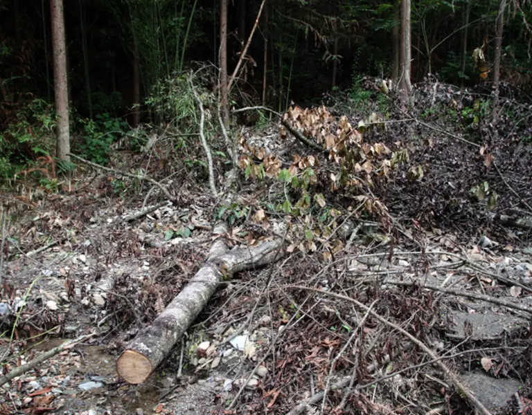 China's Forests in the Balance | Pulitzer Center