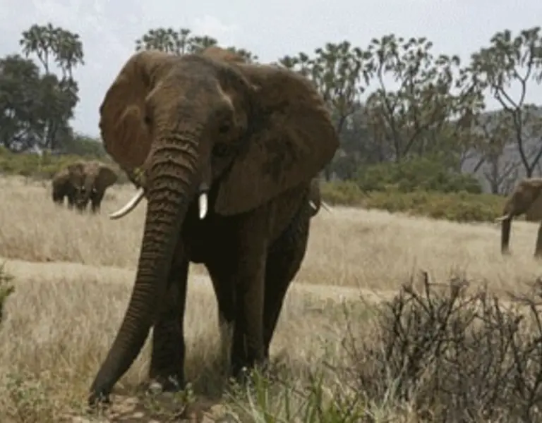 Kenya's Elephant Problem | Pulitzer Center