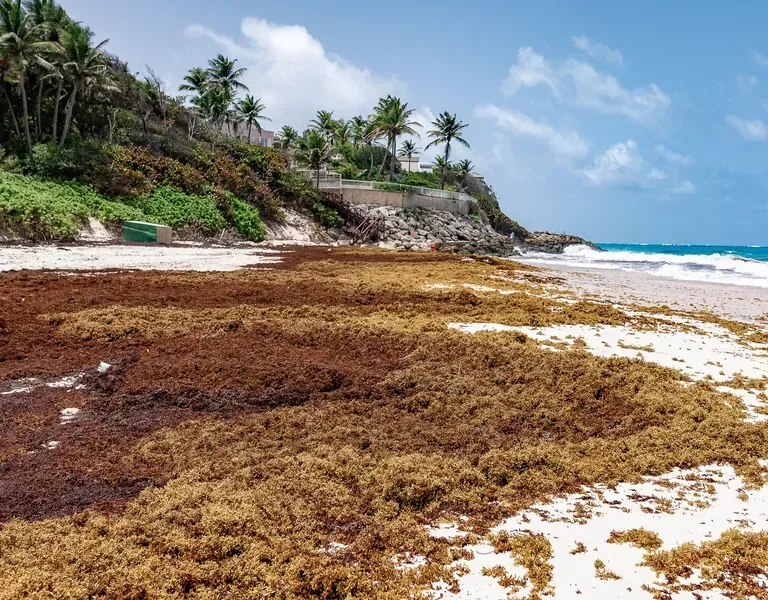 Sargassum, the new 'Caribbean Gold?’: Challenges and Opportunities ...