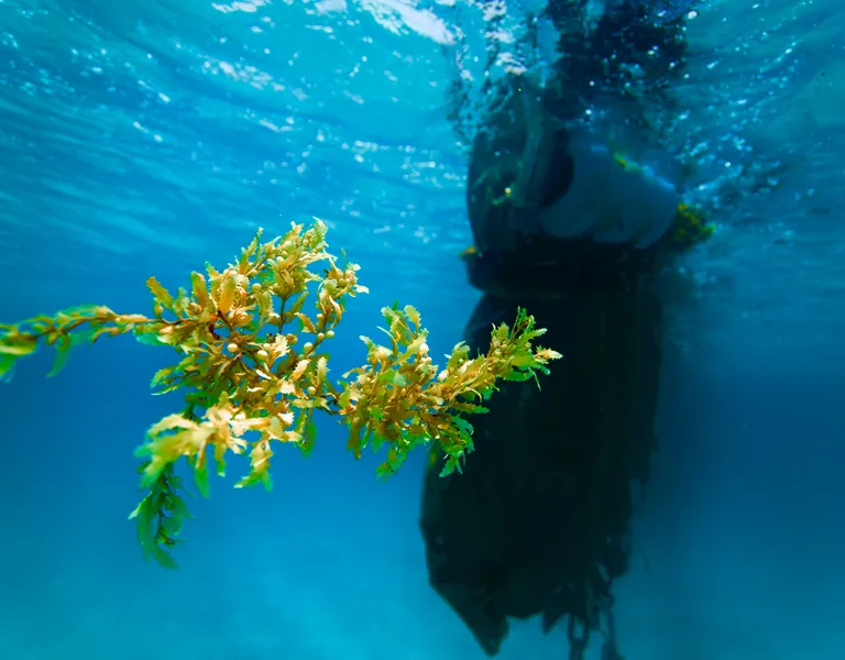 A Brown Tide of Sargassum Is Causing Havoc in Barbados | Pulitzer Center