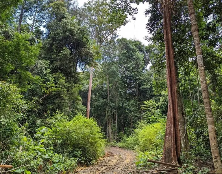 Destroying Tiger Habitat in Pahang Despite Promises | Pulitzer Center