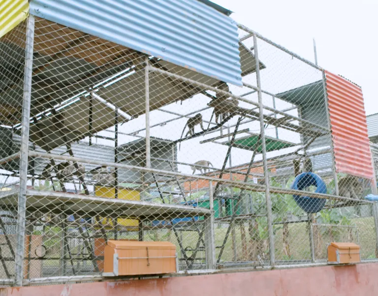 The Primate Trade: Mauritius at a Crossroads | Pulitzer Center