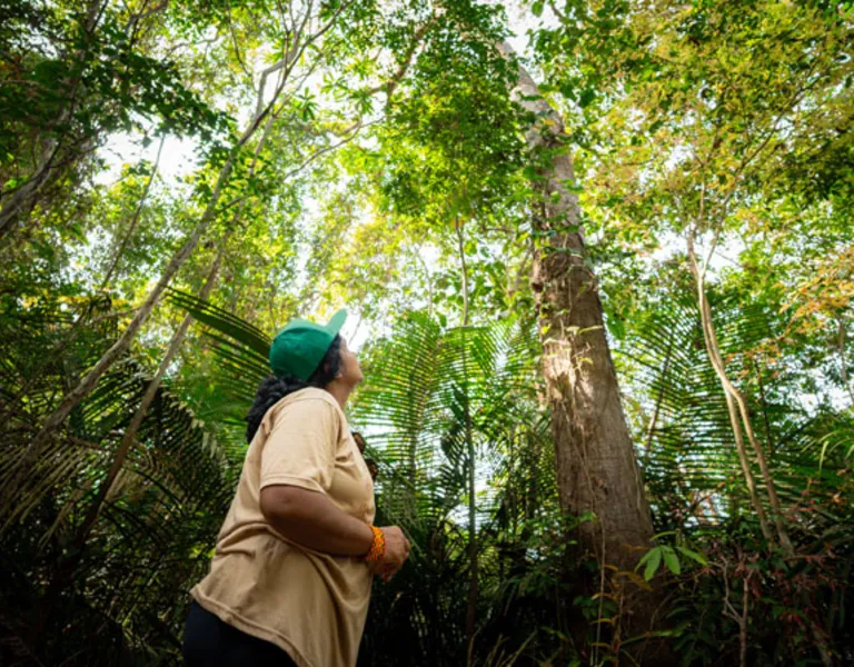 Seeds Are Key to Restoring the Amazon Rainforest—and AI Can Speed Up ...