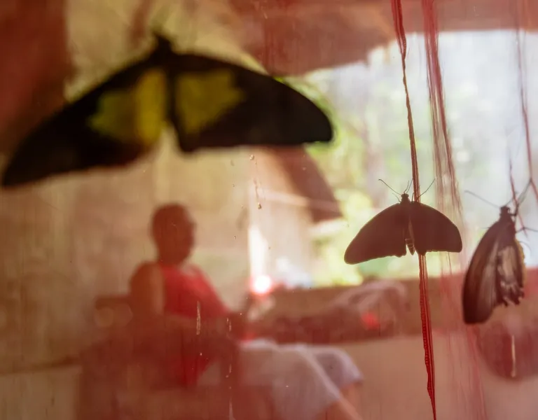 The Butterfly Boys: Living With Butterflies Across Generations (bahasa ...