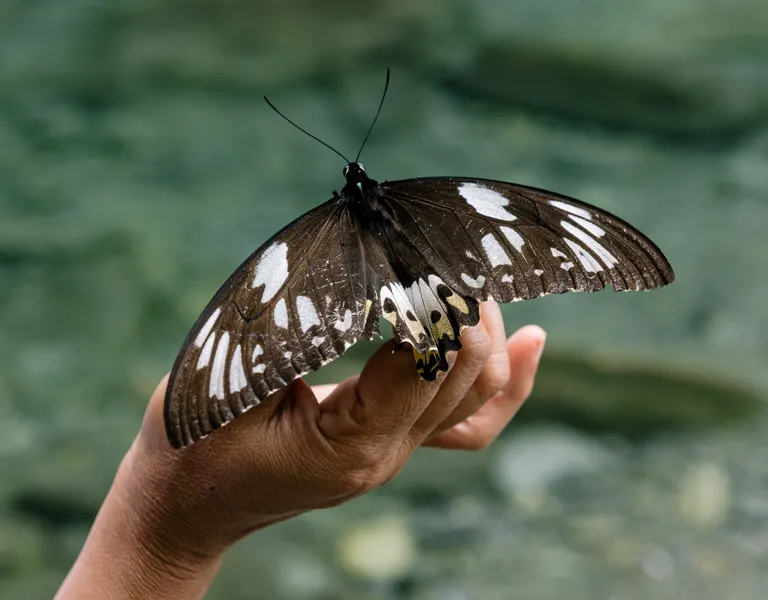The Butterfly Effect: Small Things, Big Impact | Pulitzer Center