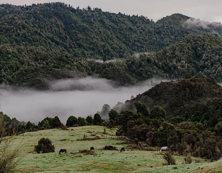 Te Urewera | Pulitzer Center