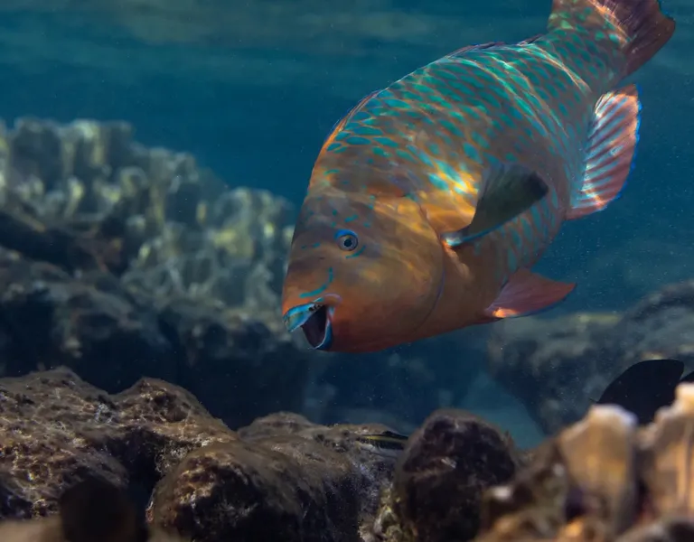 This Awkward Fish Works Harder Than You | Pulitzer Center
