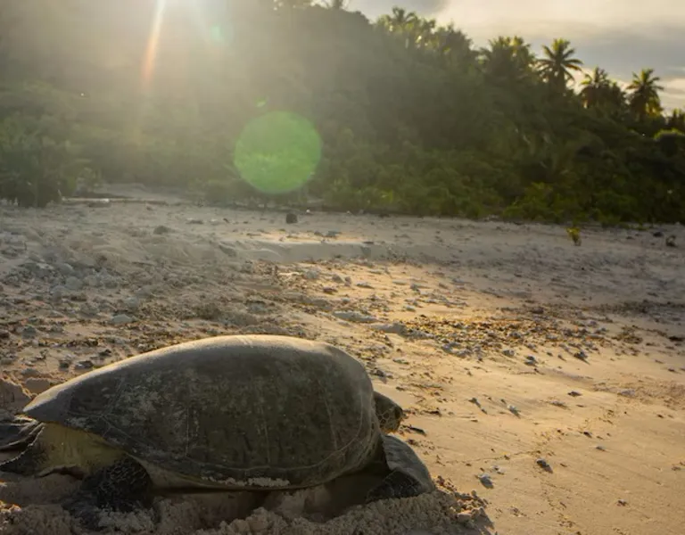 World-First Monitor Lizard Eradication Program Aims To Protect ...