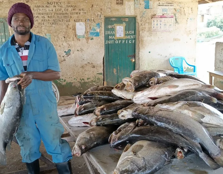 How Legal Gaps Are Promoting Illicit Fish Bladder Trade in Lake ...
