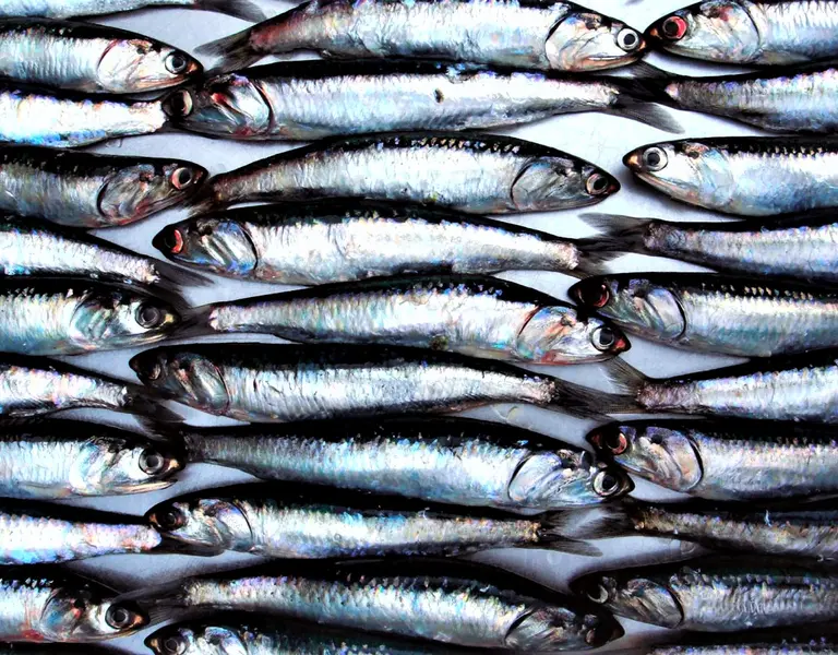 Voracious Aquaculture Demand Puts Peruvian Anchoveta in Check (Spanish ...