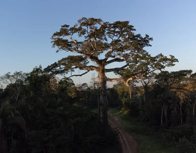 Timber Companies Claim Carbon Credits for Trees They Don’t Cut Down ...