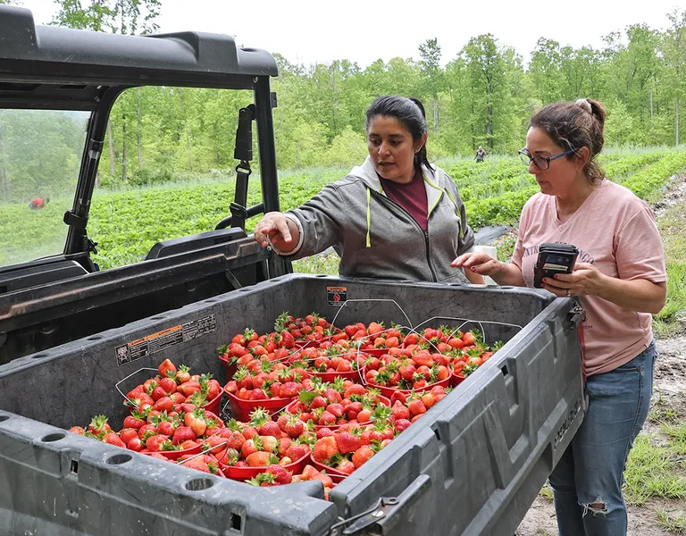 ‘We’re All Just Little Farms Struggling To Break Even’ — Sunset Berry ...