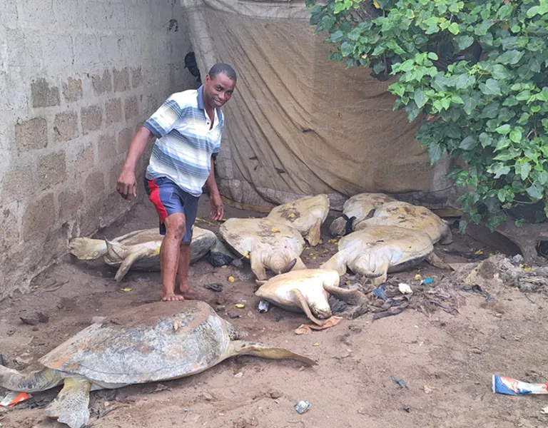 The Vanishing Guardians of Ghana’s Oceans: Exposing the Sea Turtle ...