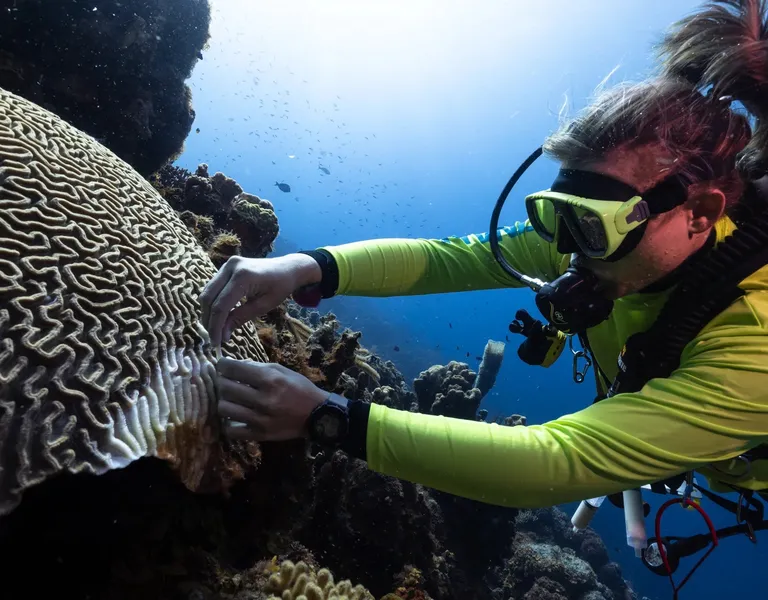 These Beloved Sea Creatures Are Dying. Can Human Medicine Save Them ...
