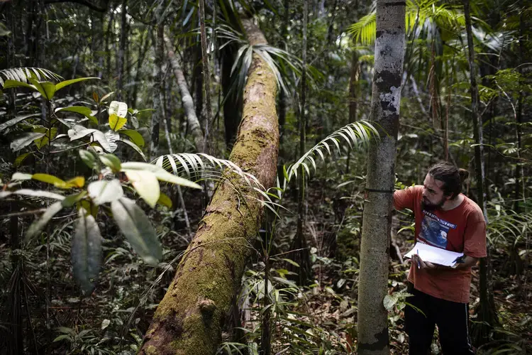 Supertrees: Meet the Amazonian Giant That Helps the Rainforest Make Its ...