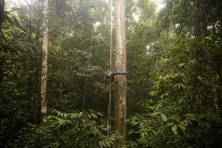 Supertrees: Meet the Amazonian Giant That Helps the Rainforest Make Its ...