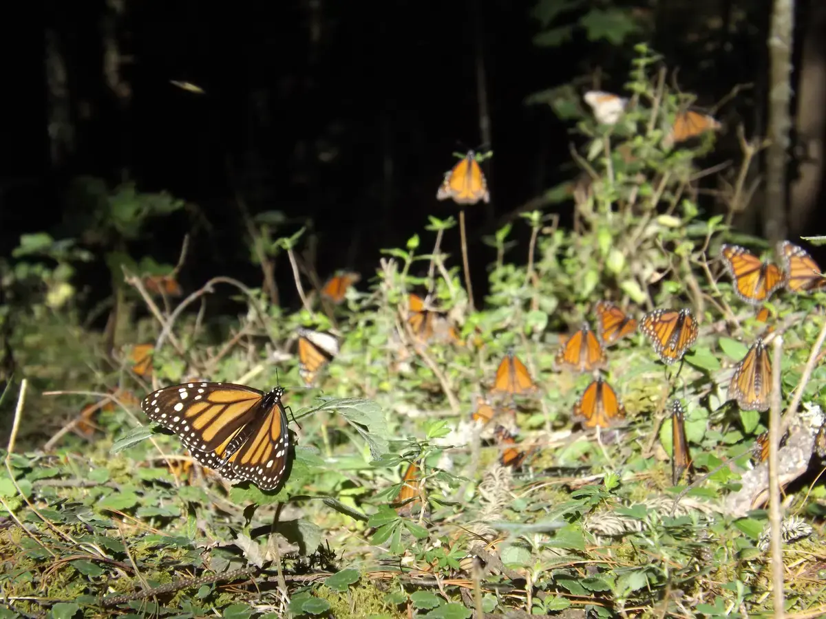Saving the Monarch Butterfly or Saving the Village | Pulitzer Center