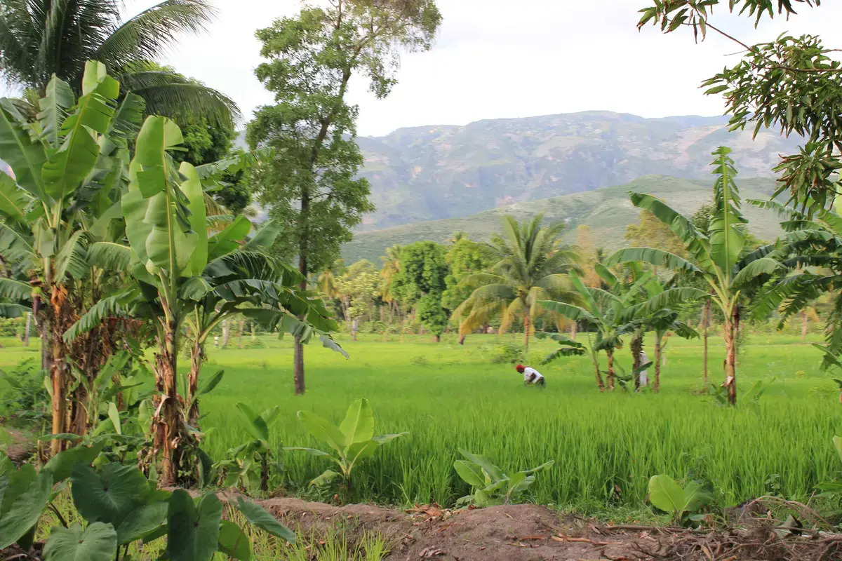 In Haiti, Deforestation Paves the Road to Catastrophe | Pulitzer Center