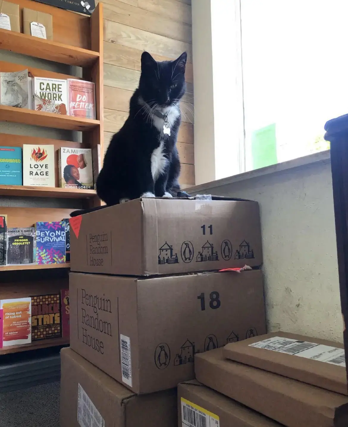 Indie Bookstores’ COVID Recovery: Leveraging TikTok and Bookshop.org ...