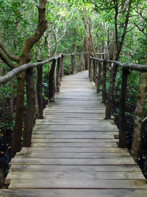 Striving To Protect Mangrove Forests in the Rufiji Delta | Pulitzer Center