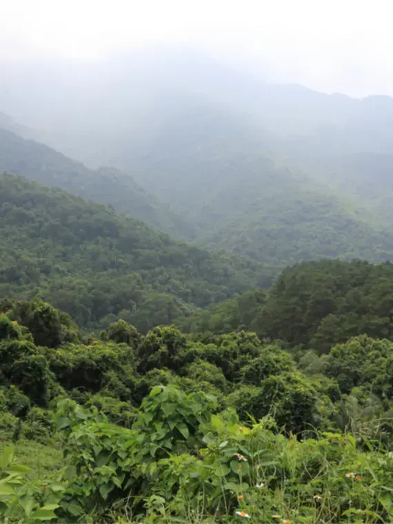 Abnormal Forest Recategorization in Ho Chi Minh City, Vietnam ...
