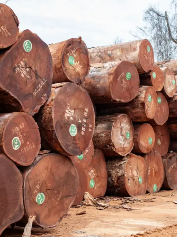 In Cameroon, 50 Logging Companies Cut Timber Between 2020 and 2021 With ...