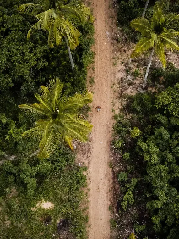The Ecological and Human Impact of the Disappearance of Sacred Forests ...