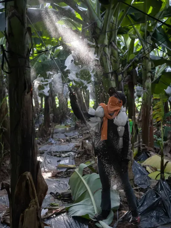 When a Flooded Forest Is Drowning | Pulitzer Center
