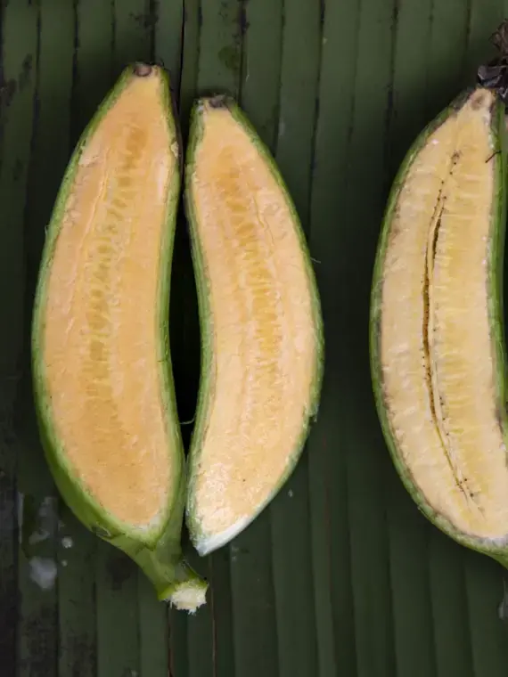 The Ugandan Super Banana Dilemma | Pulitzer Center