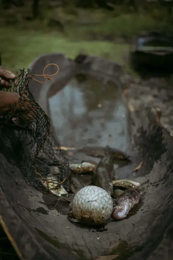 The Fish Who Lost Their 'Paradise' in the Musi River | Pulitzer Center