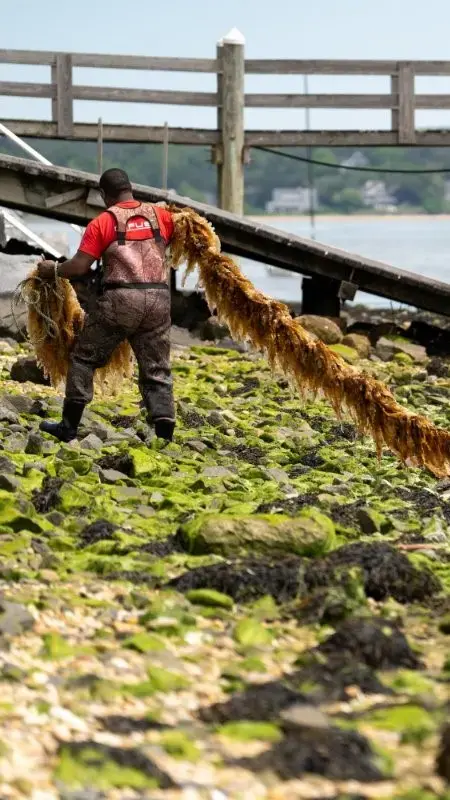 America's Booming Seaweed Industry | Pulitzer Center