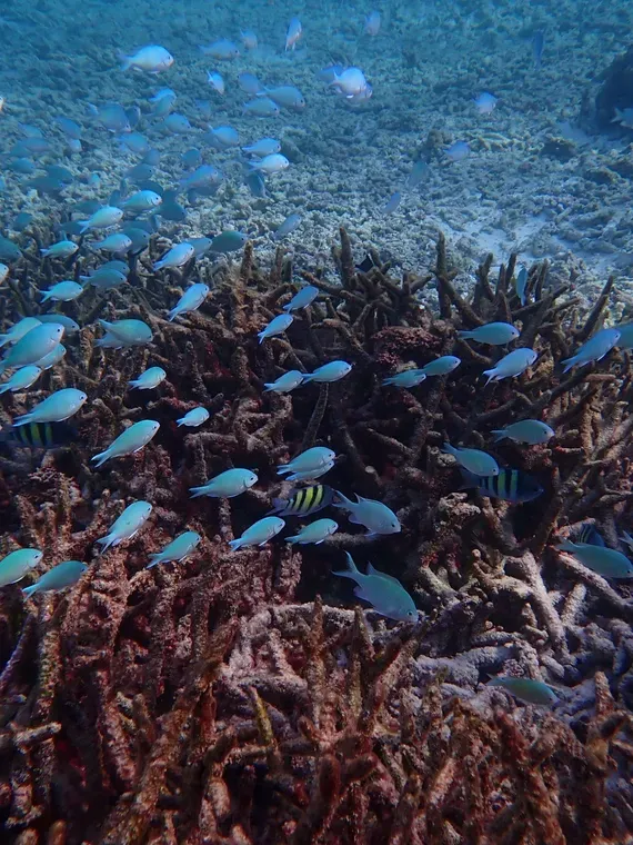Lakshadweep, Its Corals and Indigenous People: Surviving a Changing ...
