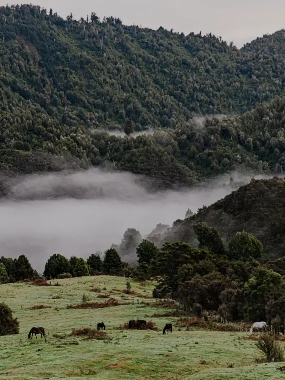 Te Urewera | Pulitzer Center