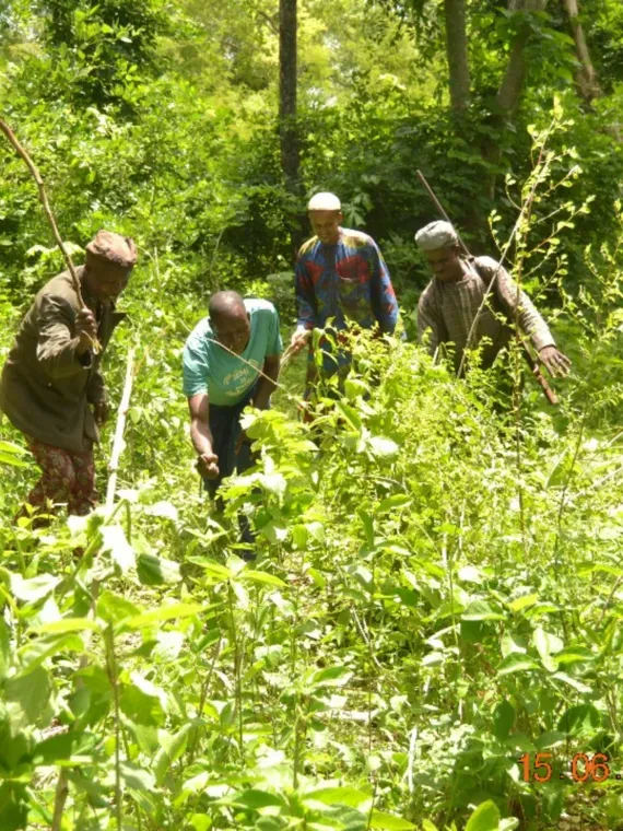 Carbon Credit in Benin: A Solution to Save Tropical Forests? | Pulitzer ...