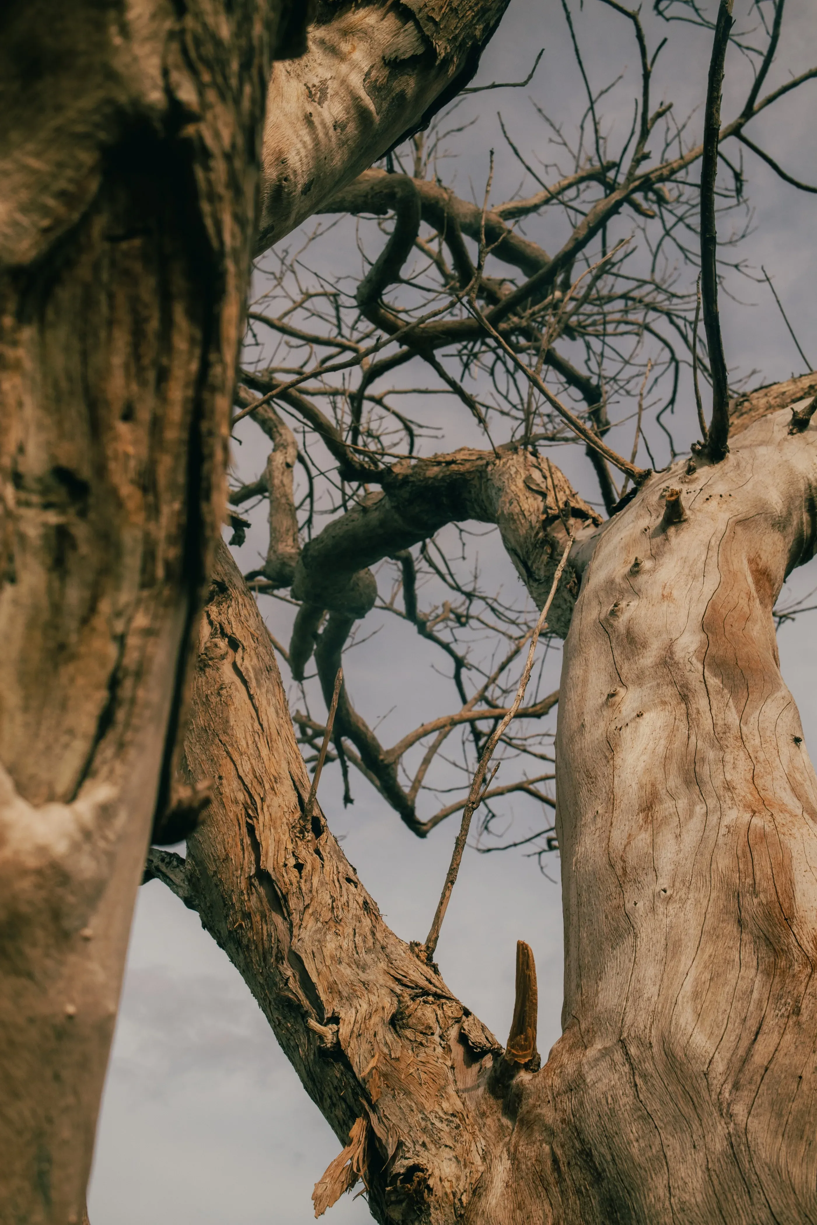 Show Me Your Tree—A Powerful Call to Protect Our Forests! | Pulitzer Center