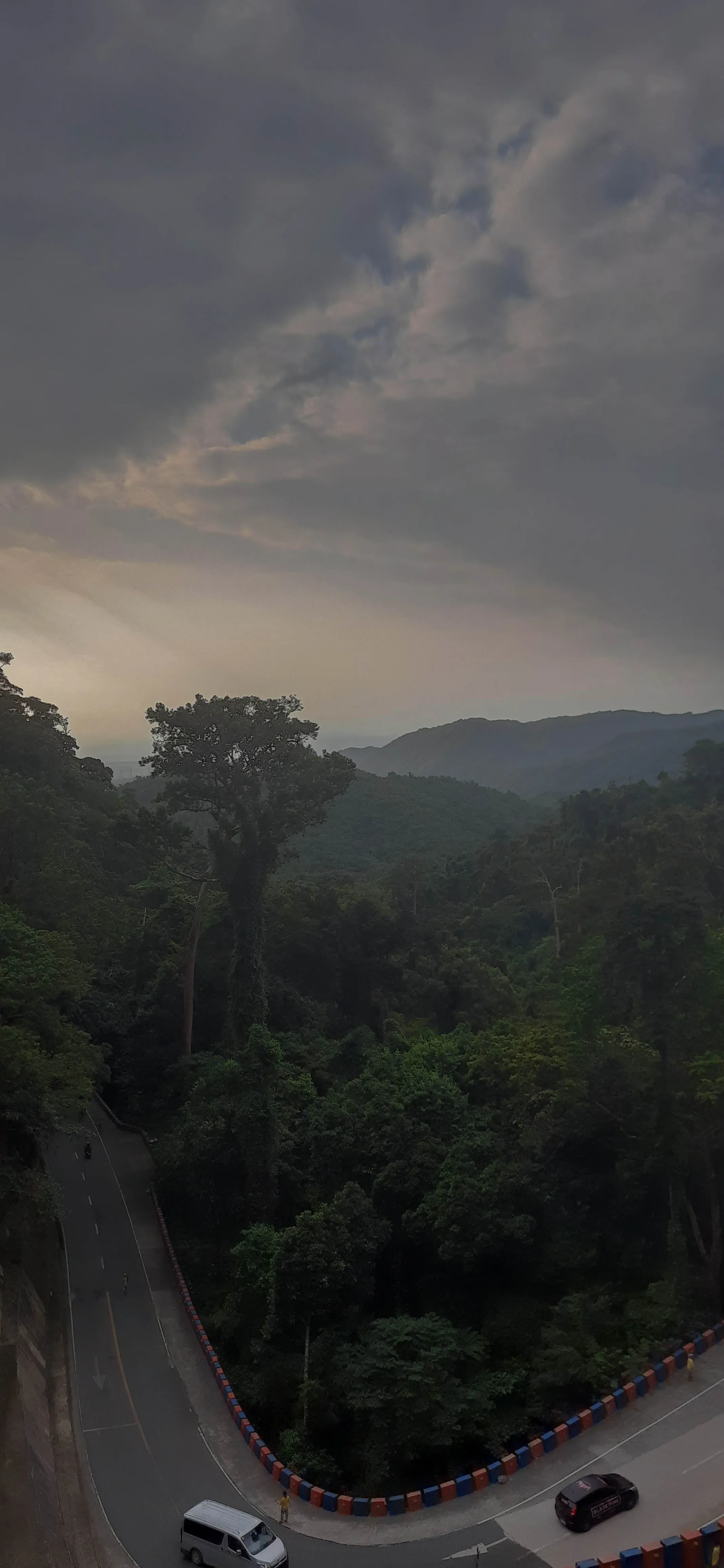 Show Me Your Tree—A Powerful Call to Protect Our Forests! | Pulitzer Center