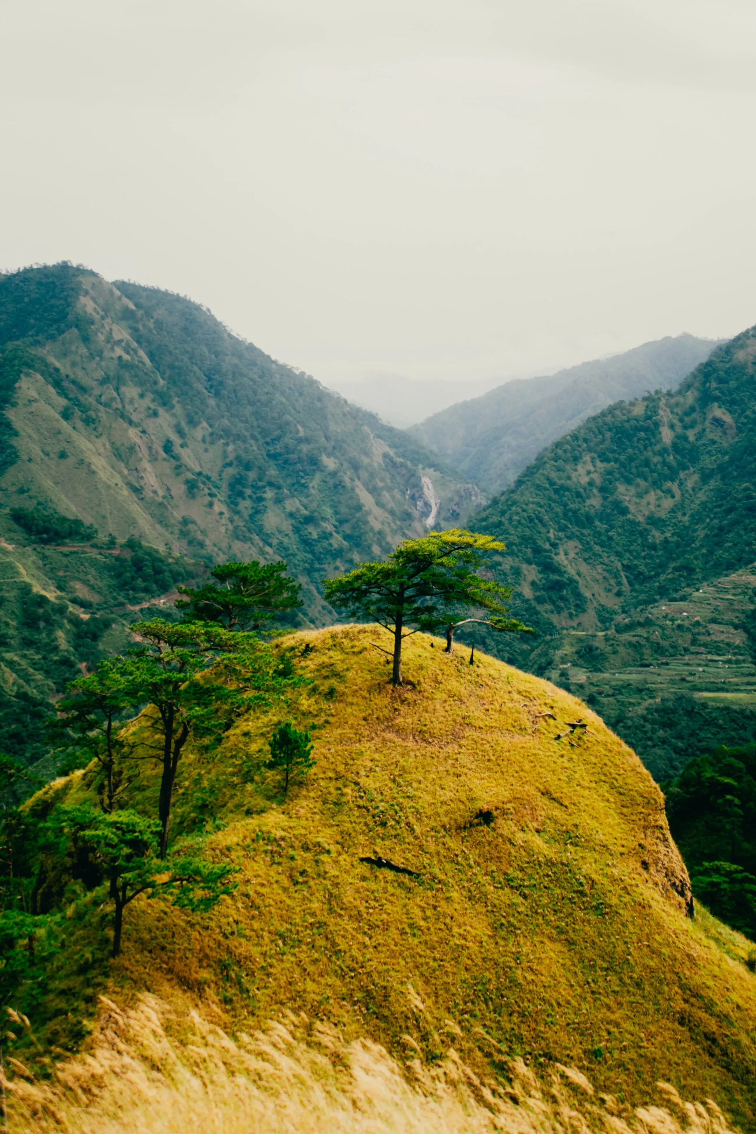 Show Me Your Tree—A Powerful Call to Protect Our Forests! | Pulitzer Center