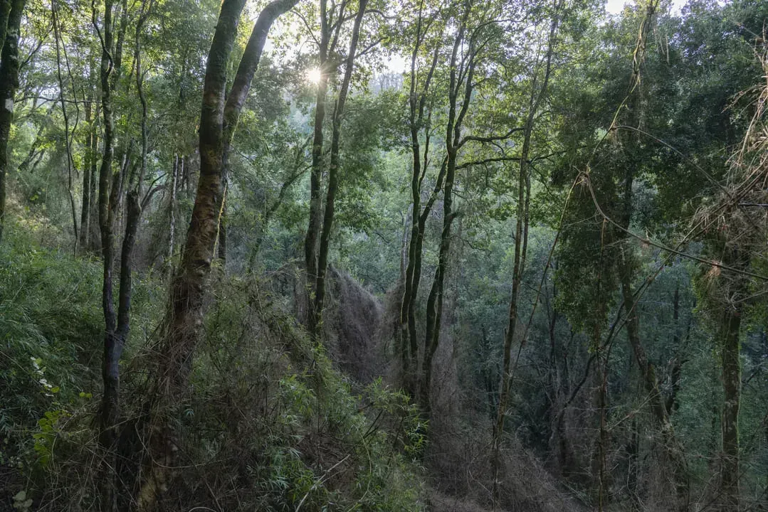 Behind the Story: What South American Forests Reveal When Journalists ...