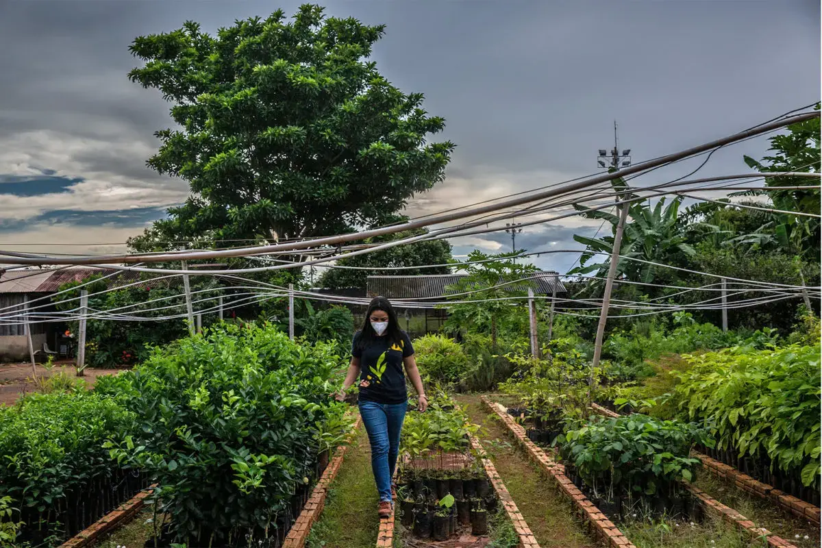 Indigenous Village Harvests Seeds To Slow Deforestation in Brazil’s ...