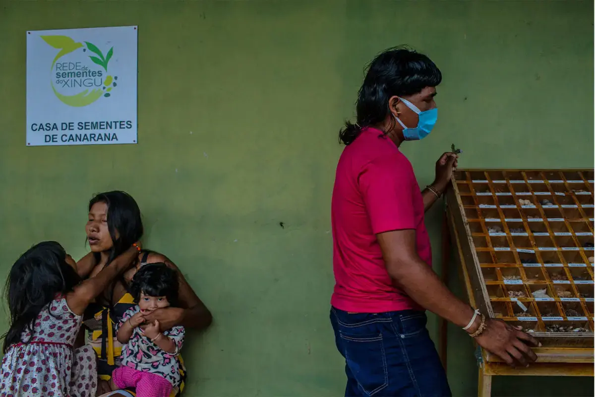 Indigenous Village Harvests Seeds To Slow Deforestation in Brazil’s ...