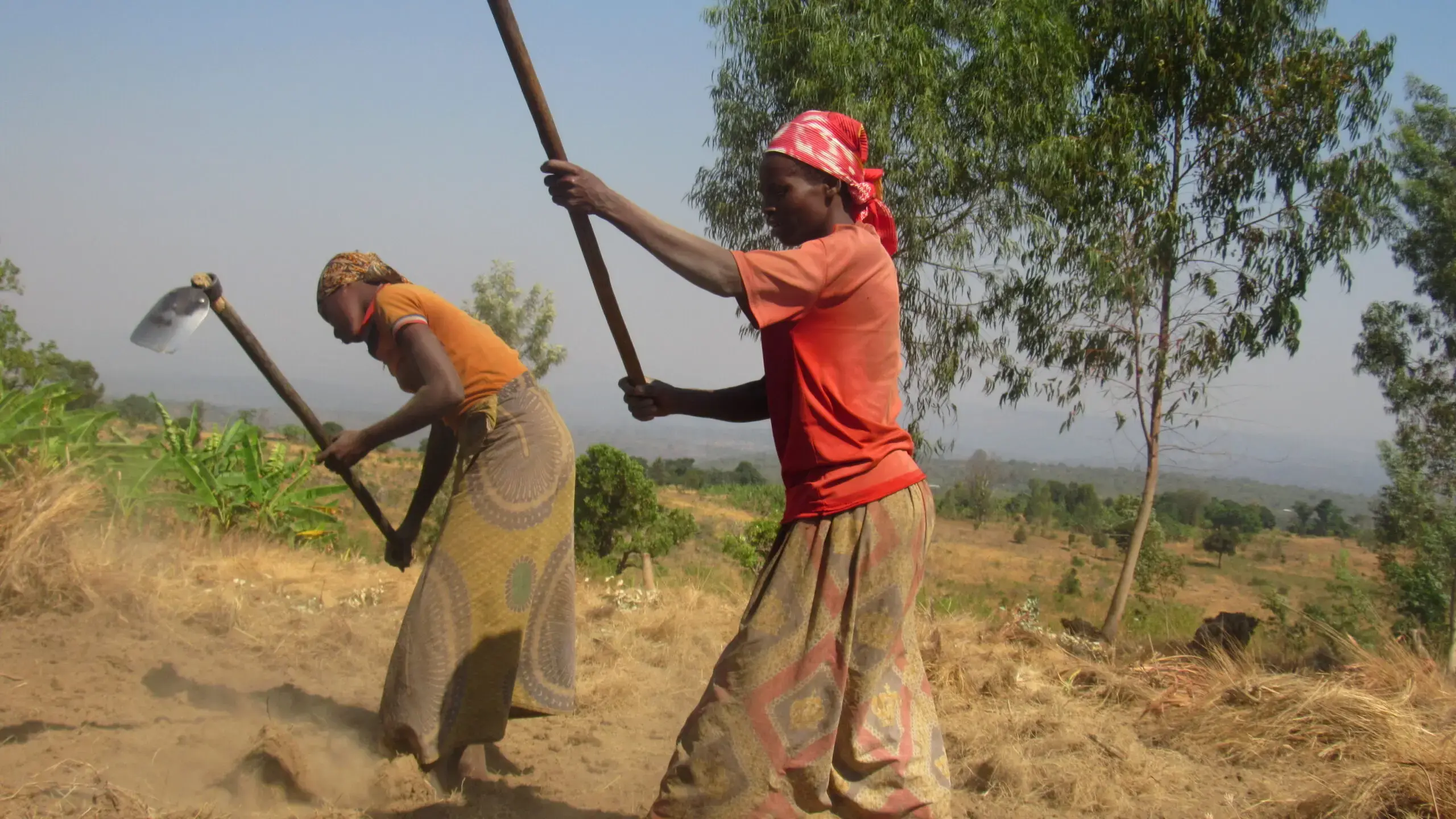 DRC-Burundi: Forests and Parks Fall Victim To Land Scarcity and ...
