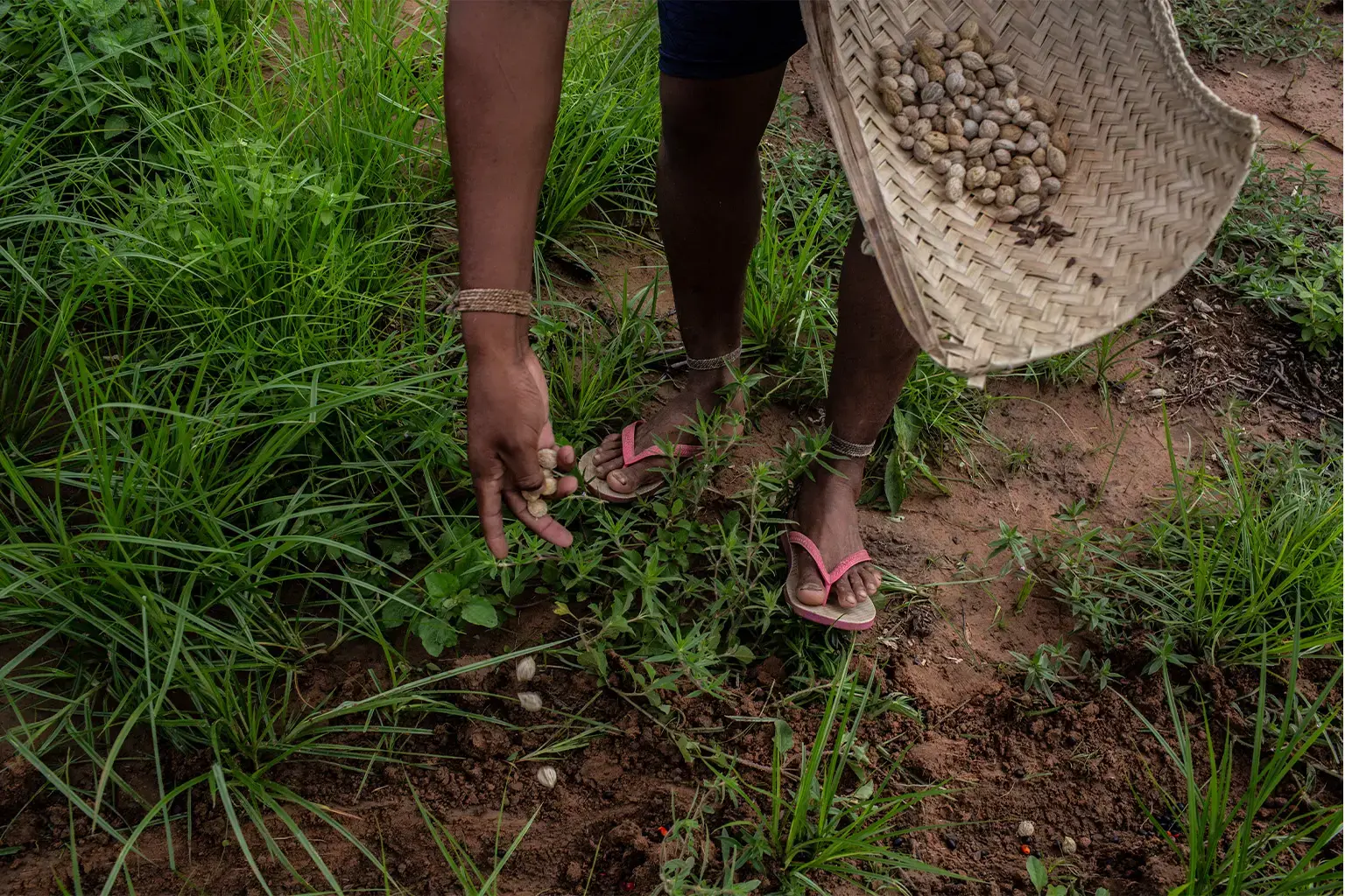 Indigenous Village Harvests Seeds To Slow Deforestation in Brazil’s ...