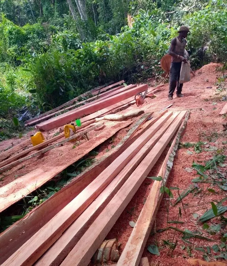 Elders Call For Quick Action To Curb Rampant Exploitation of South Sudanese Forests | Pulitzer ...