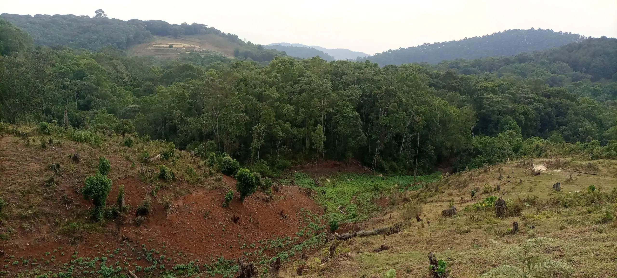 DRC-Burundi: Forests and Parks Fall Victim To Land Scarcity and ...