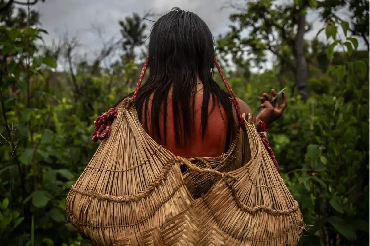 Indigenous Village Harvests Seeds To Slow Deforestation in Brazil’s ...