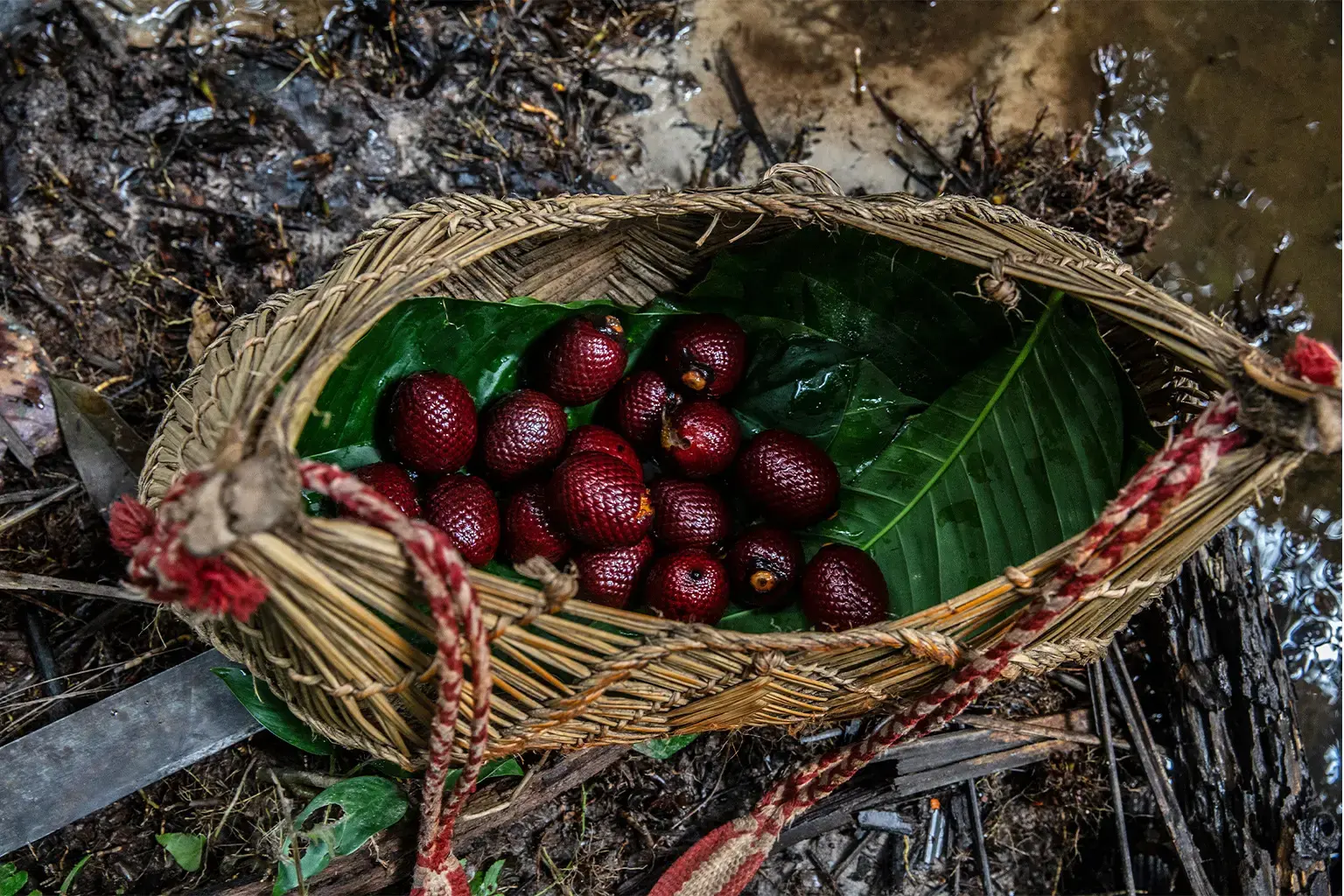 Indigenous Village Harvests Seeds To Slow Deforestation in Brazil’s ...