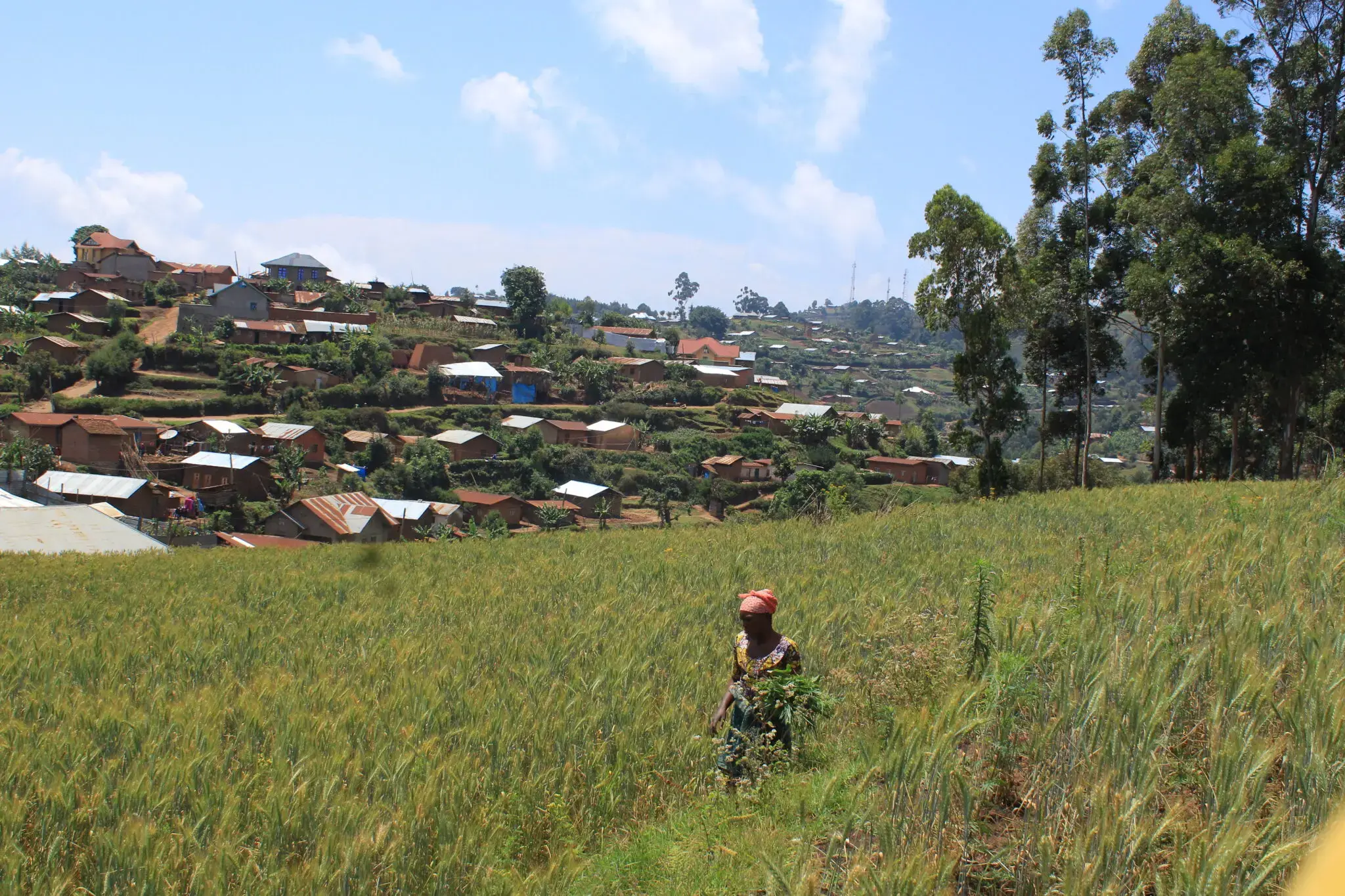 DRC-Burundi: Forests and Parks Fall Victim To Land Scarcity and ...