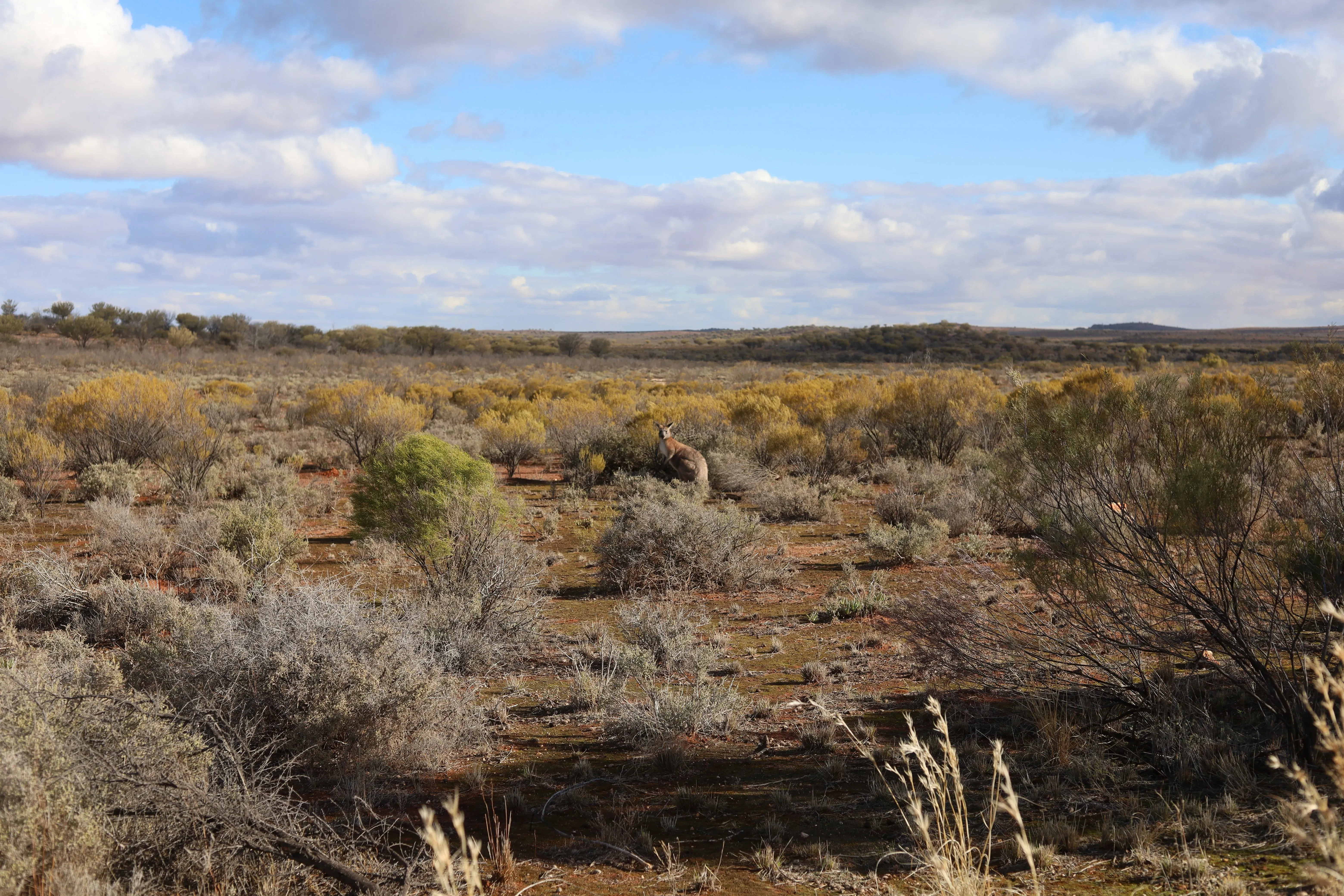 australian outback