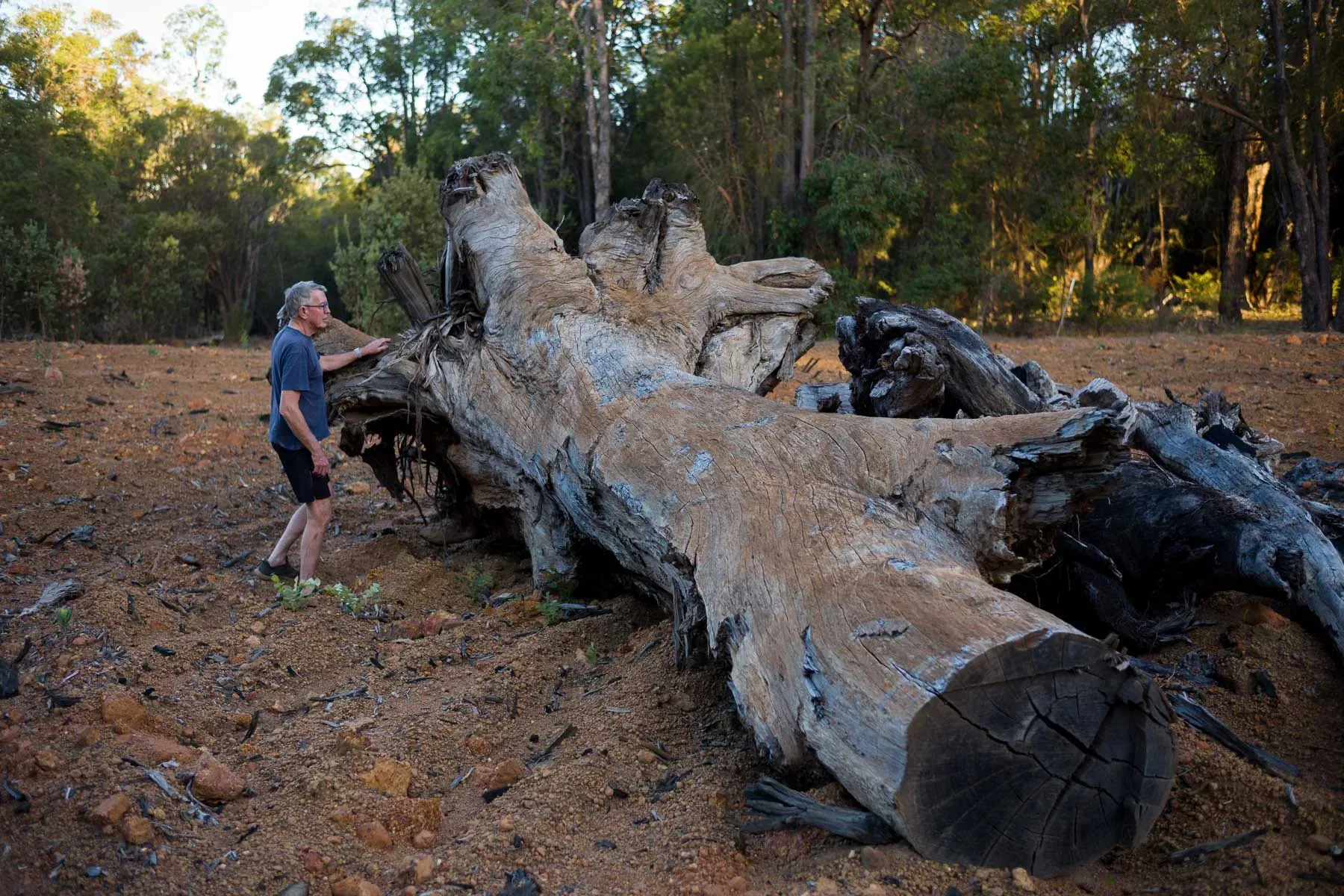 How Pittsburgh’s Alcoa Is Undermining a Rare Forest To Fuel Its Global ...